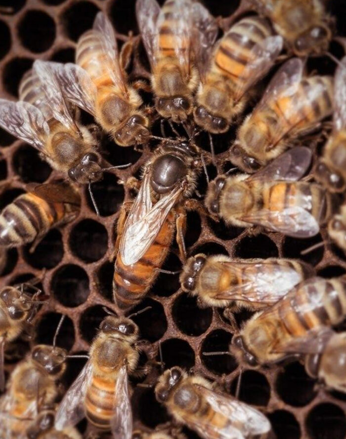 Ana Arı Siparişi - Ana Arı Gen